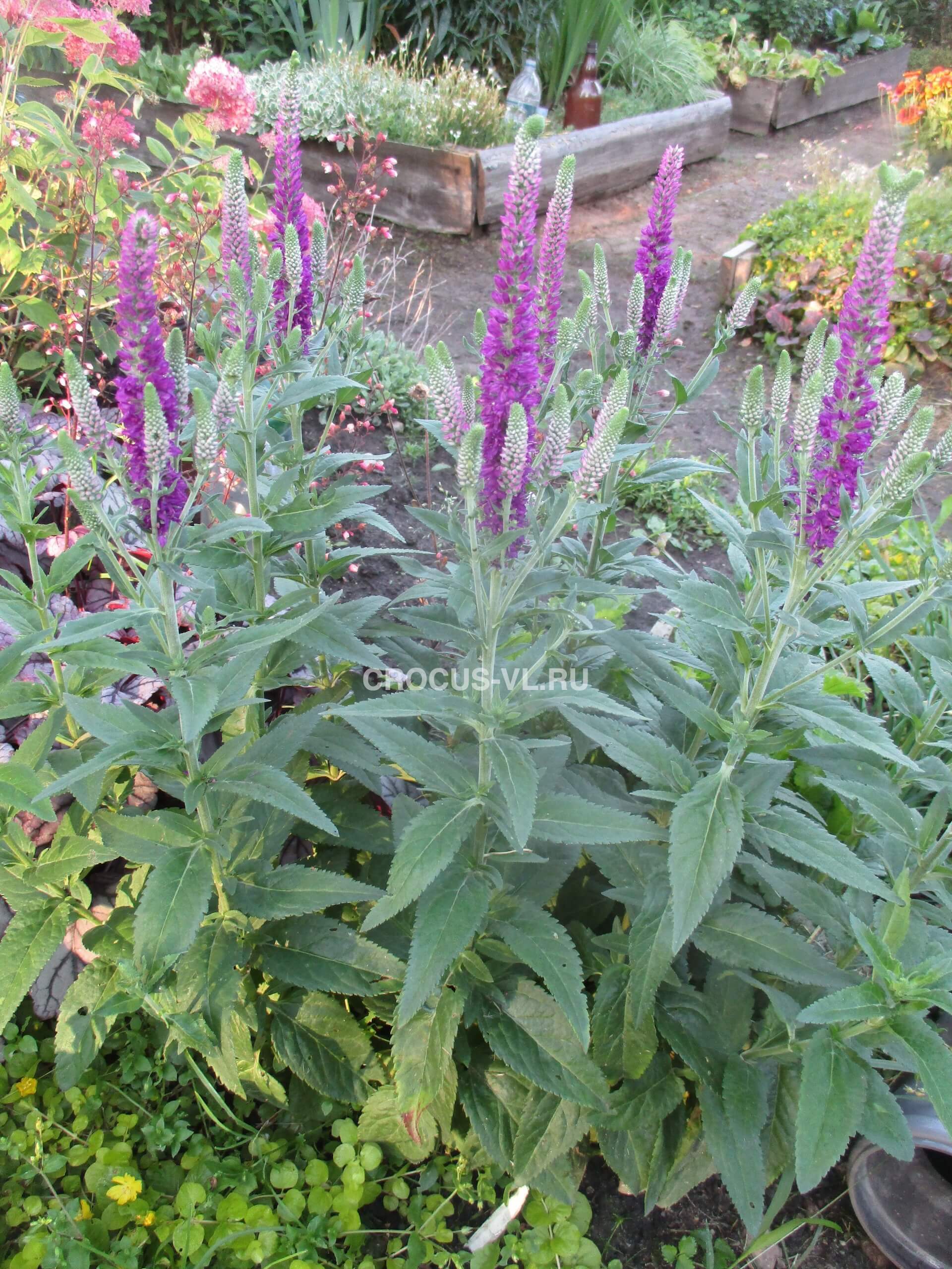 Вероника колосковая «Atomic Red Ray»: купить недорого с доставкой ...