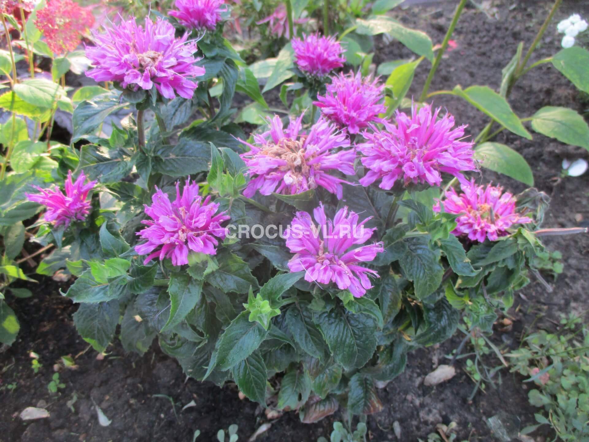 Монарда гибридная «Baby Spice»: купить недорого с доставкой — Крокус-ВЛ