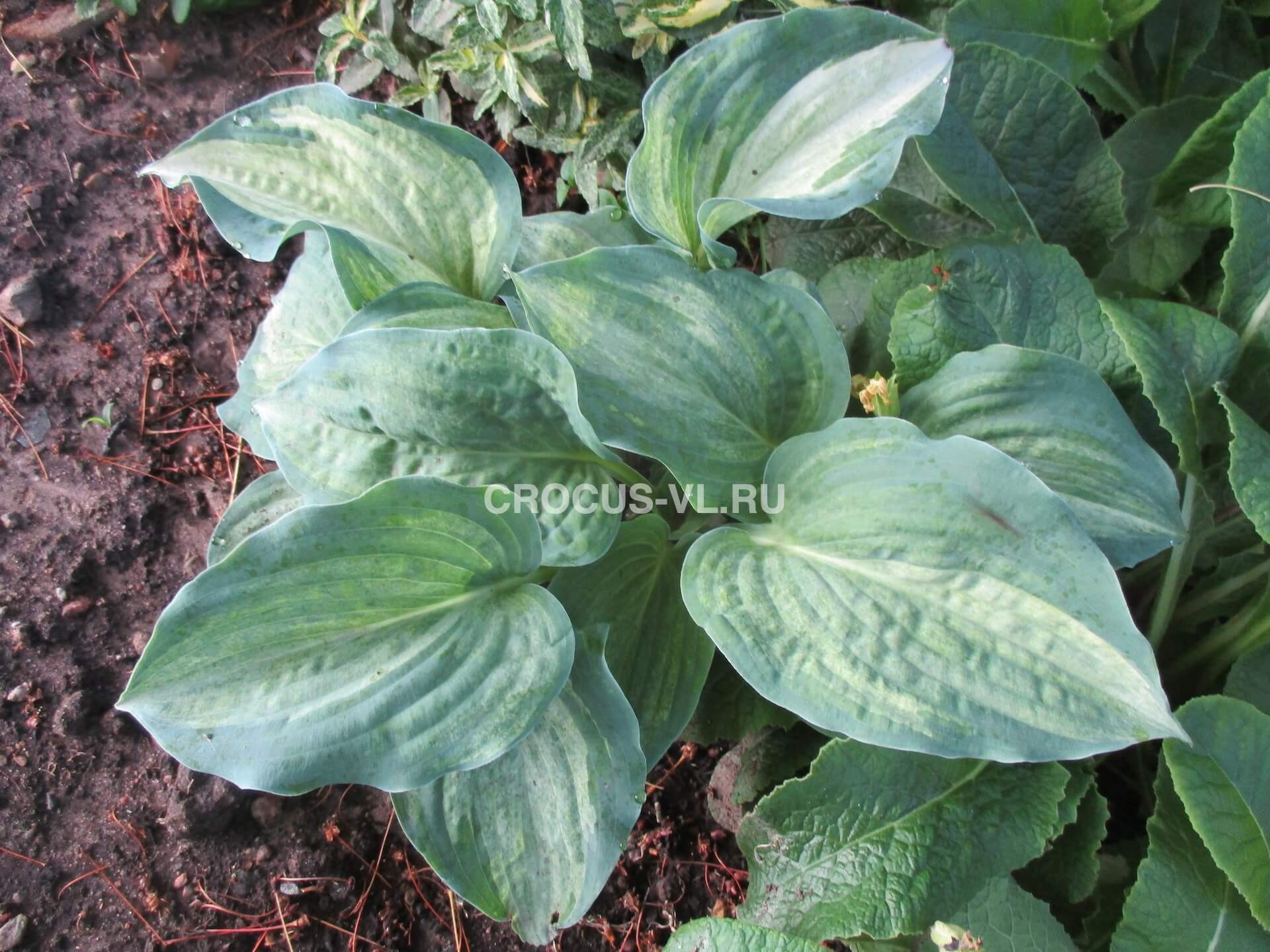 Хоста гибридная «Ghostmaster»: купить недорого с доставкой — Крокус-ВЛ