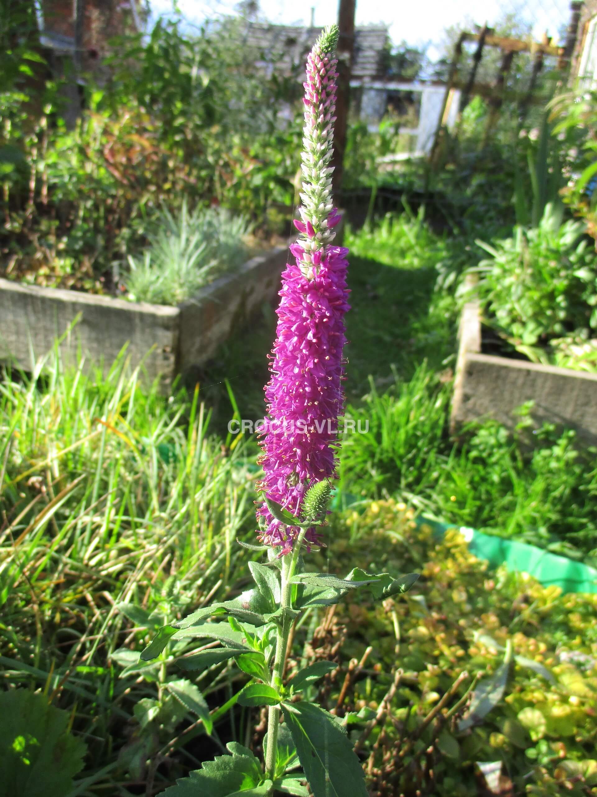 Вероника колосковая «Atomic Red Ray»: купить недорого с доставкой ...